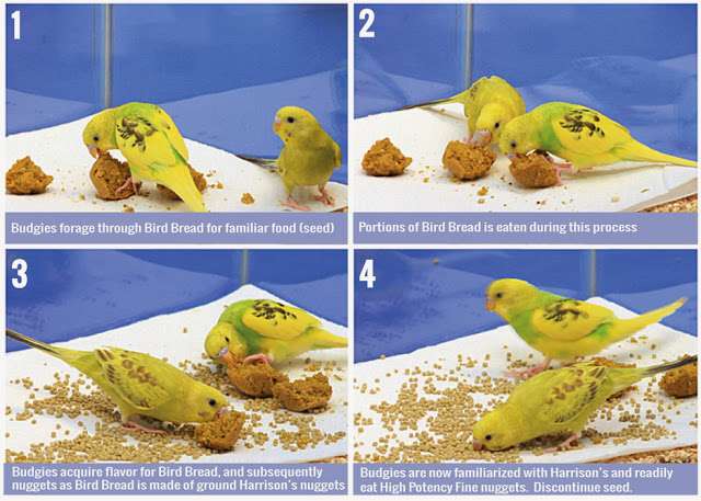 Diet Conversion - Small Birds - Harrison's Bird Foods