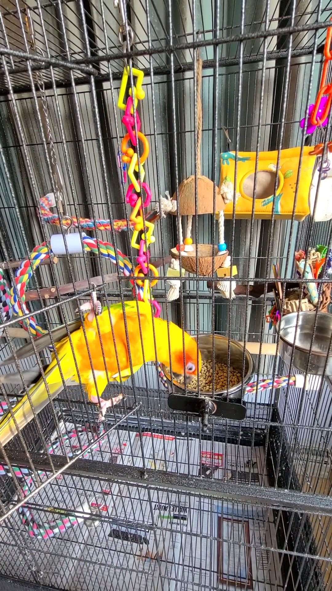 Adult Lifetime Fine - Harrison's Bird Foods