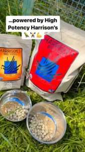 High Potency Pepper Fine - Harrison's Bird Foods