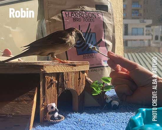 Juvenile Hand Feeding Formula - Harrison's Bird Foods