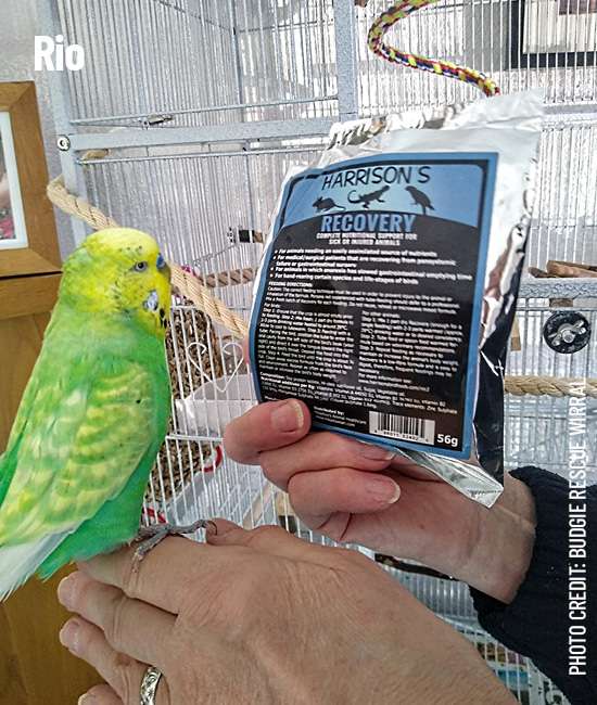 Recovery Formula - Harrison's Bird Foods