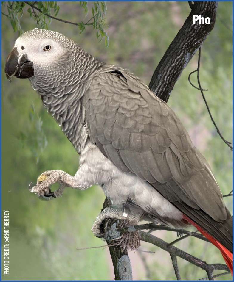 HIGH POTENCY COARSE* - Harrison's Bird Foods