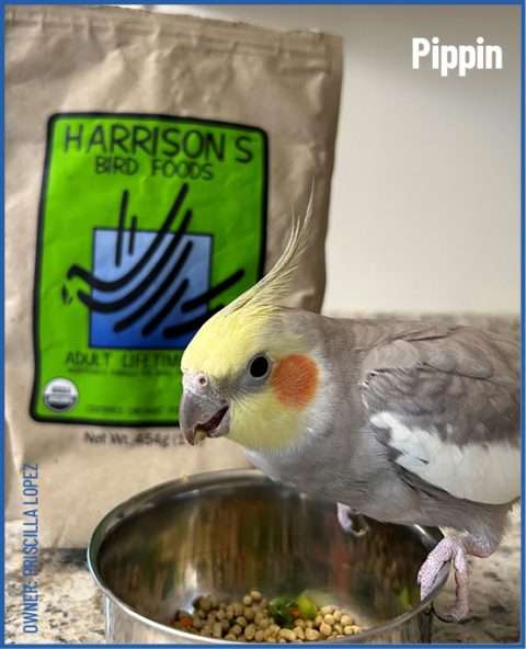 Adult Lifetime Fine - Harrison's Bird Foods