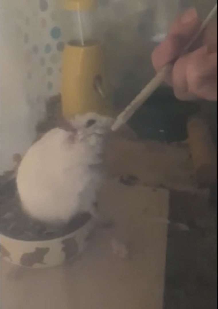 Recovery Formula - Harrison's Bird Foods