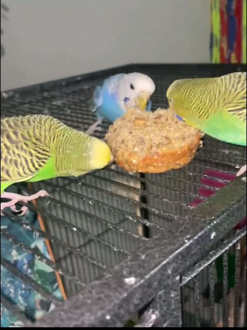 BIRD BREAD MIX - ORIGINAL* - Harrison's Bird Foods