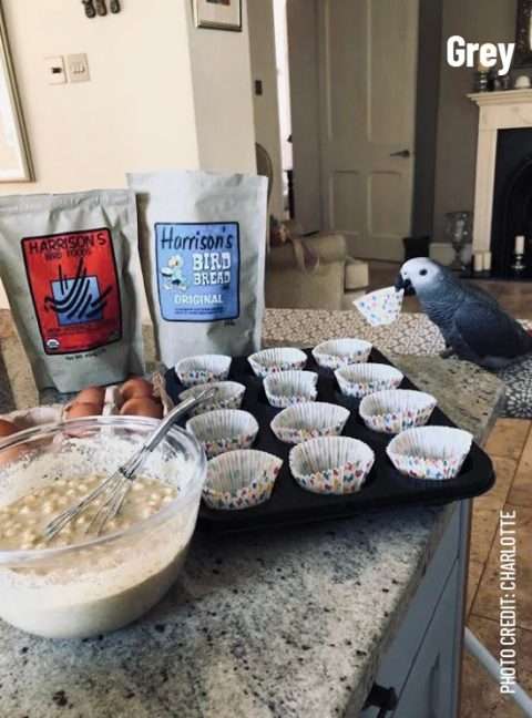 BIRD BREAD MIX - OMEGA* - Harrison's Bird Foods