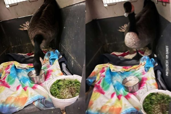 Recovery Formula - Harrison's Bird Foods