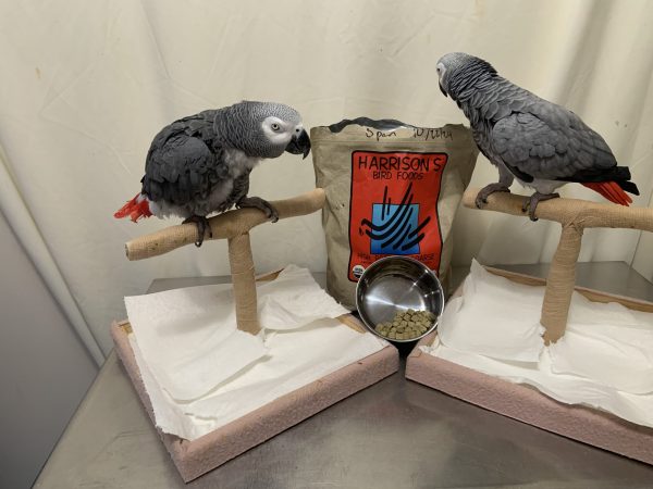 HIGH POTENCY COARSE* - Harrison's Bird Foods