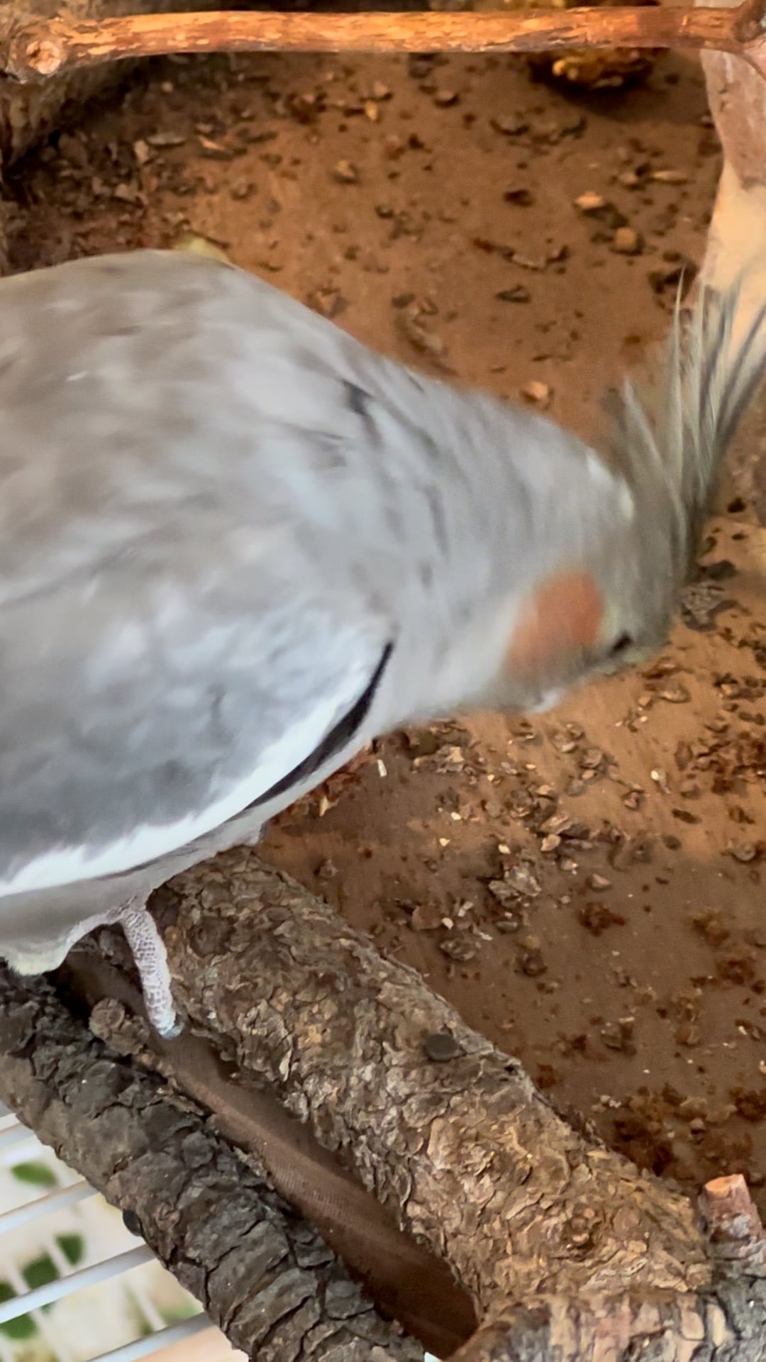 NEW - Nuggies - Harrison's Bird Foods