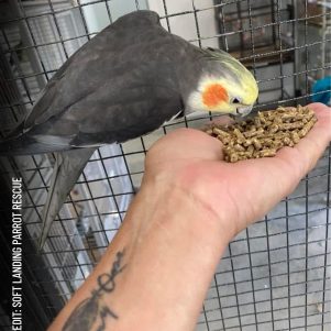 Harrison's Organic Premium Pellets* - Harrison's Bird Foods