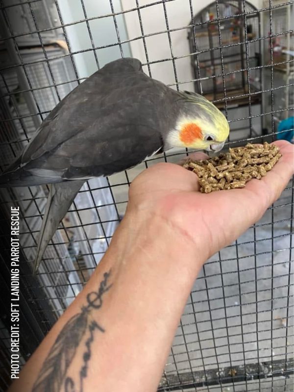 Harrison's Organic Premium Pellets* - Harrison's Bird Foods