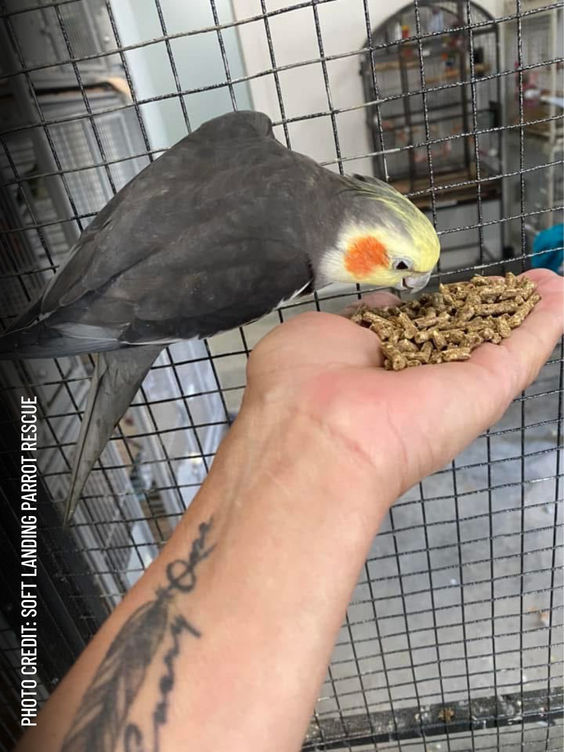 Harrison's Organic Premium Pellets* - Harrison's Bird Foods