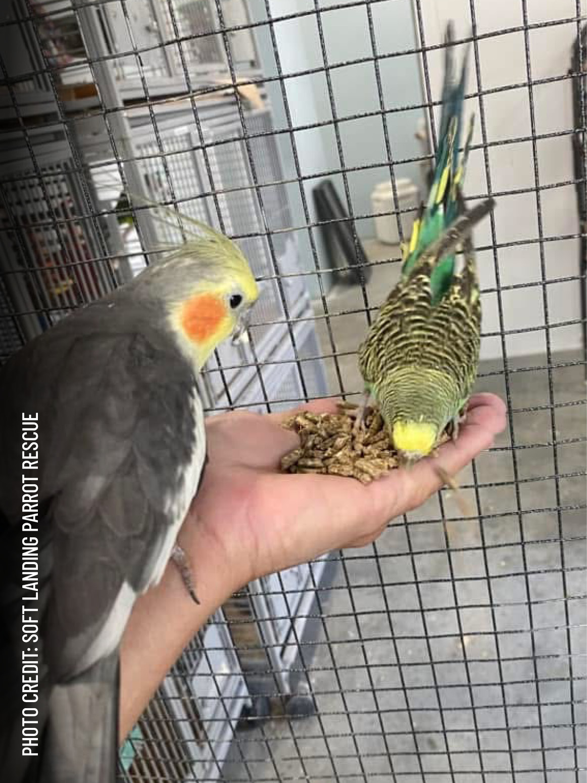 Harrison's Organic Premium Pellets* - Harrison's Bird Foods