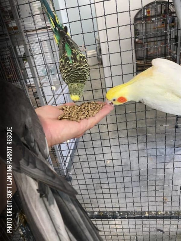 Harrison's Organic Premium Pellets* - Harrison's Bird Foods